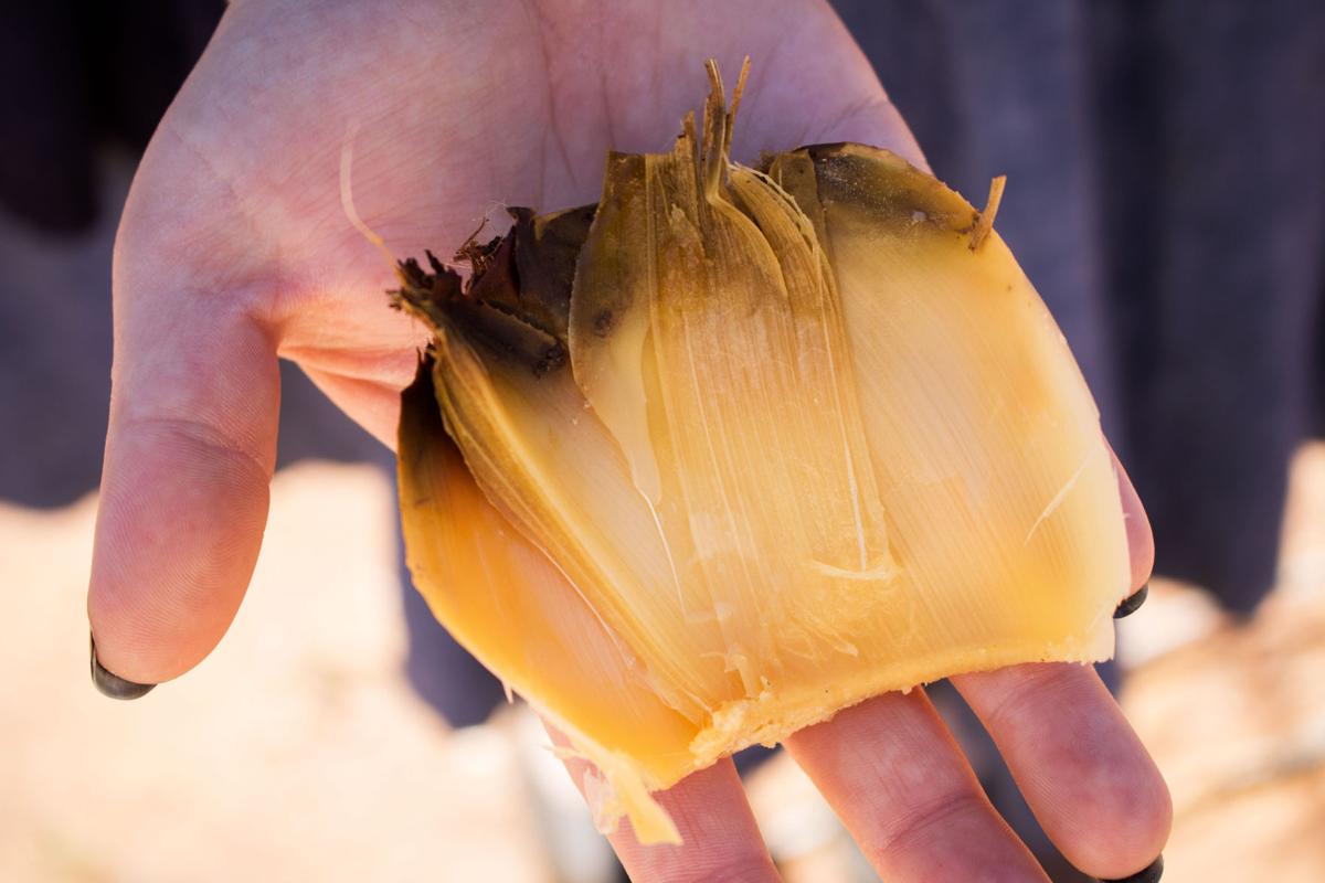 How the Tohono O'Odham roast agave into sweet candy | eat | tucson.com