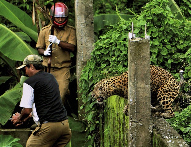 Photo gallery: Leopard attack in India