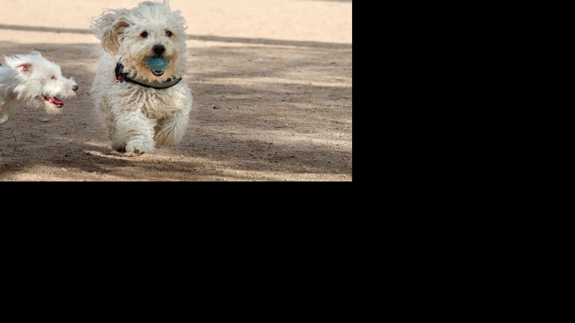 Here's why you need to scoop your dog's poop