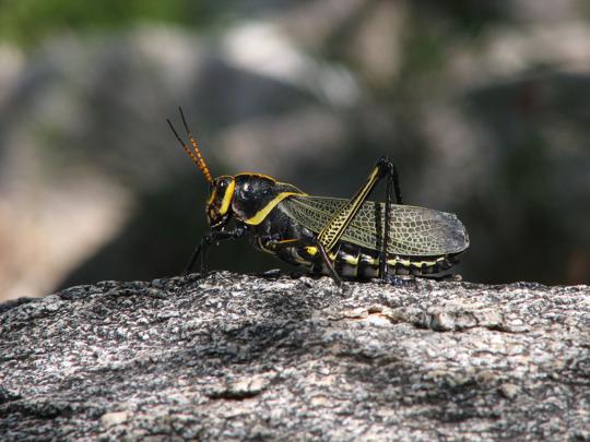 Free things to do in Tucson: fall festivals and Cyclovia | to do ...