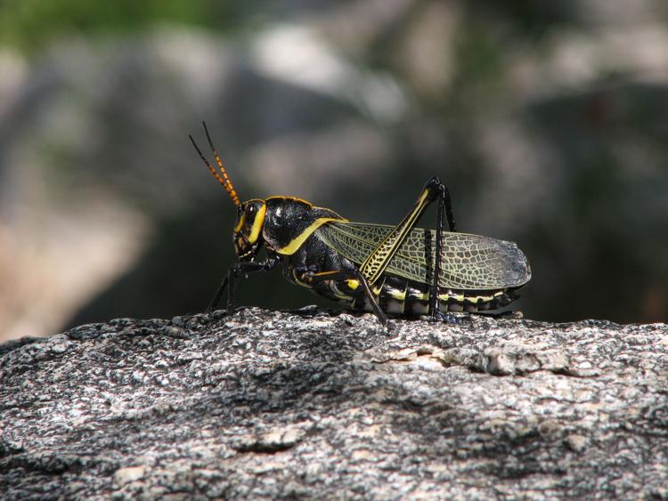 Free things to do in Tucson: fall festivals and Cyclovia | to do ...