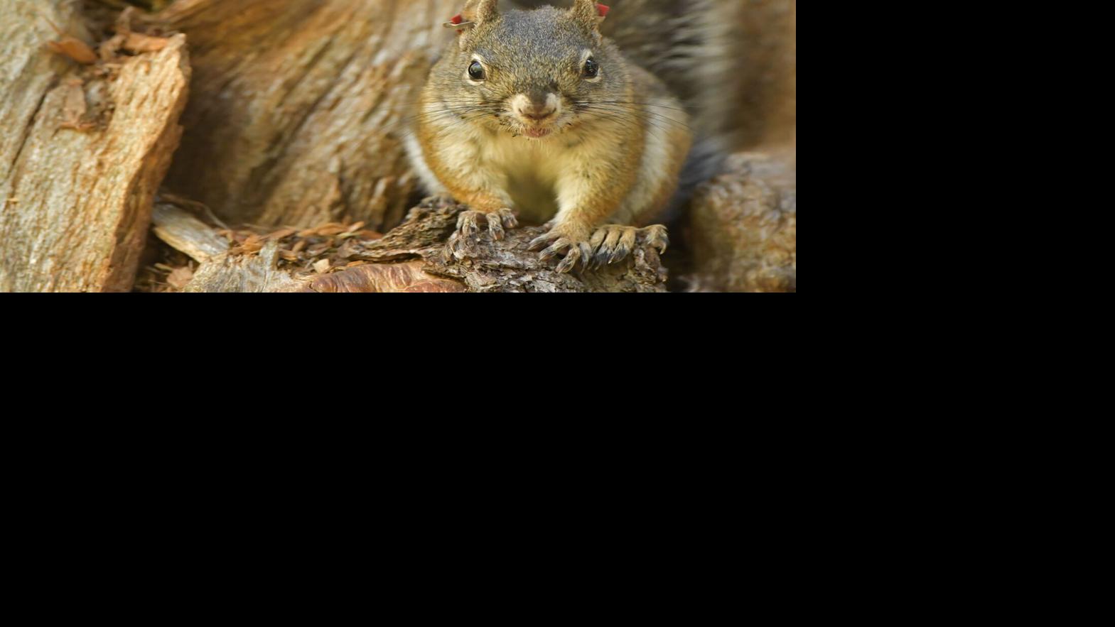 Judge sets deadline to protect squirrel's Arizona home