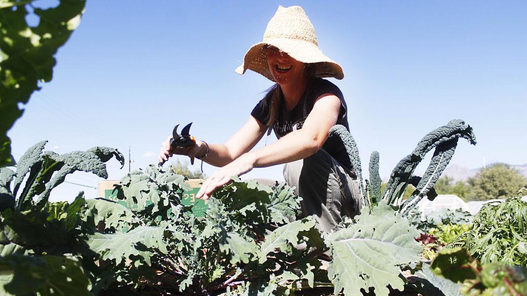 Photos: Tucson Village Farm Harvest Festival