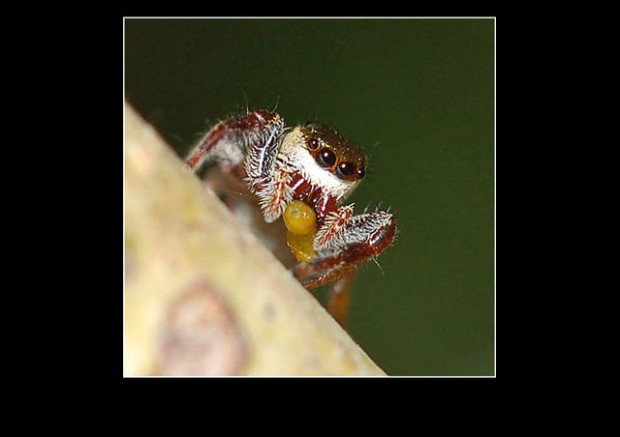 Study of vegetarian spider nets UA grad student national attention (w ...