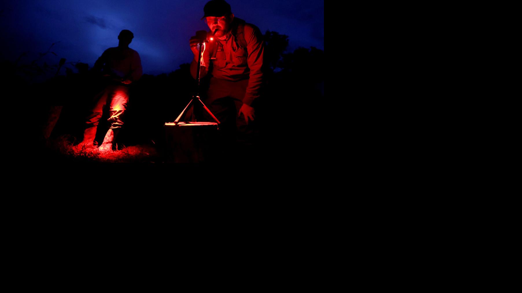 Rare firefly species found at Tucson's Saguaro National Park