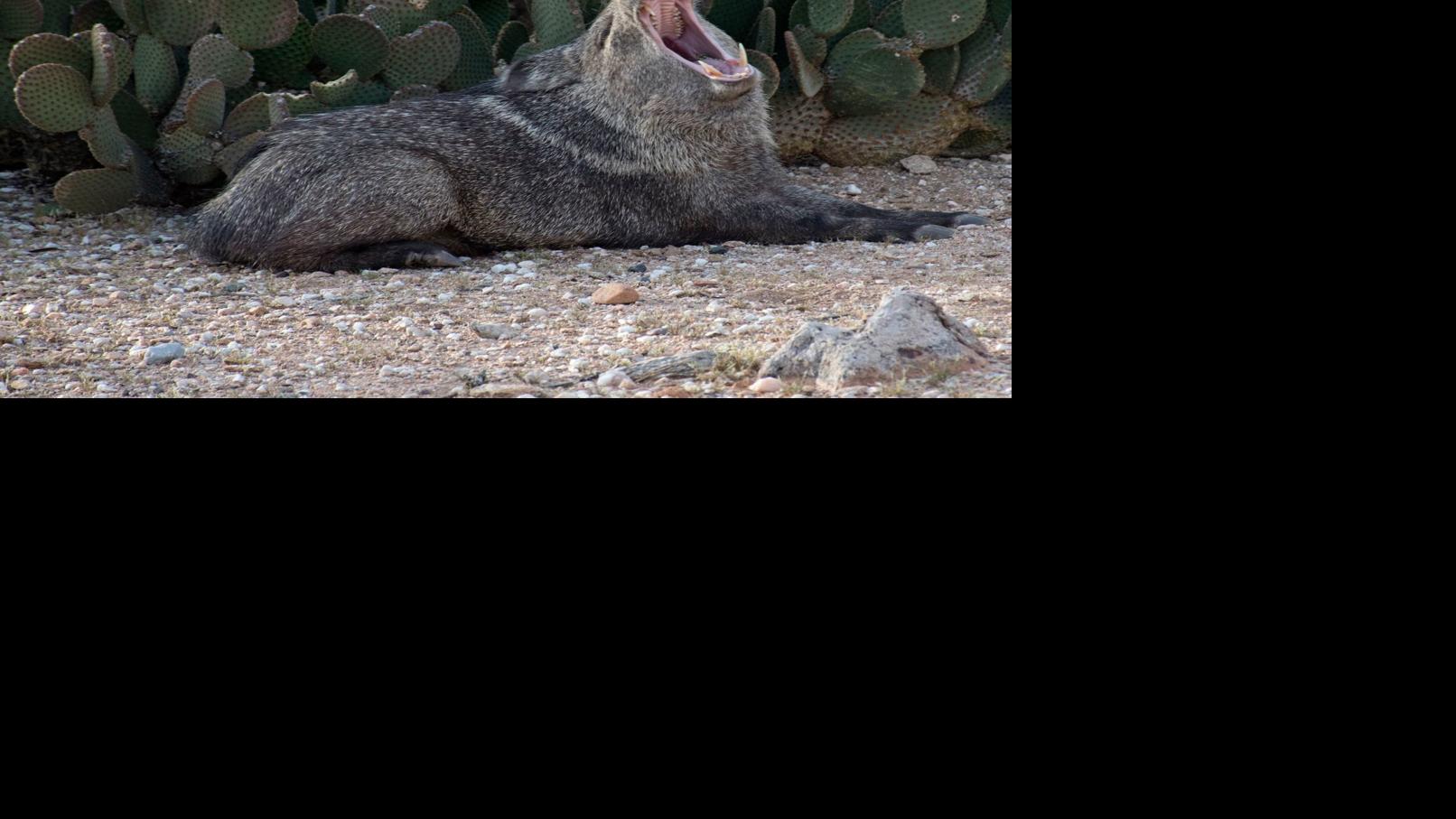 53 photos that prove javelinas are the cuties of the desert