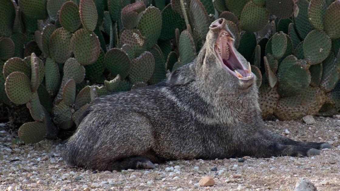 53 photos that prove javelinas are the cuties of the desert 53 photos that prove javelinas are the cuties of the desert
