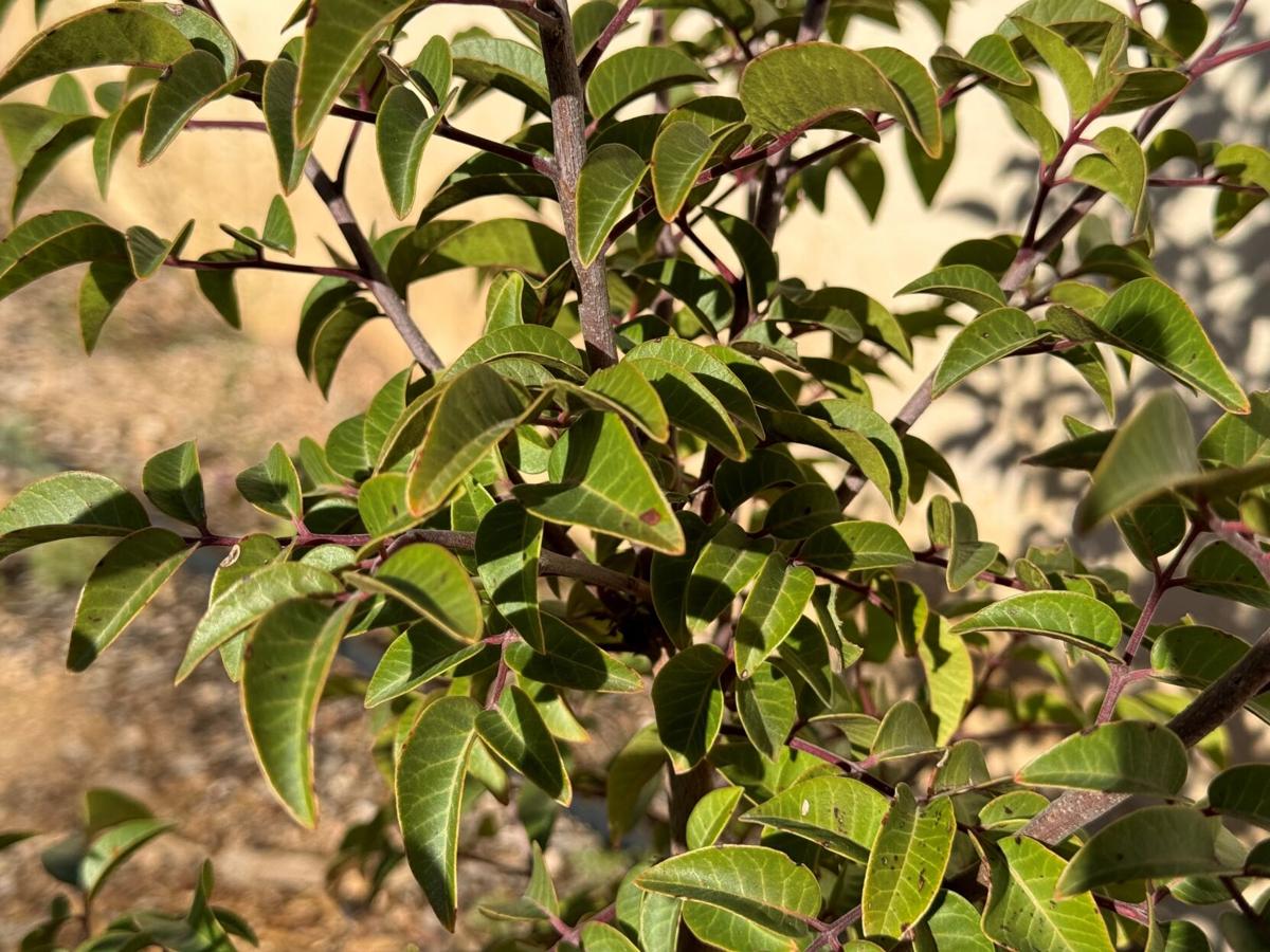 Evergreen sumac is a great lush shrub for dry gardens | Home-gardening ...