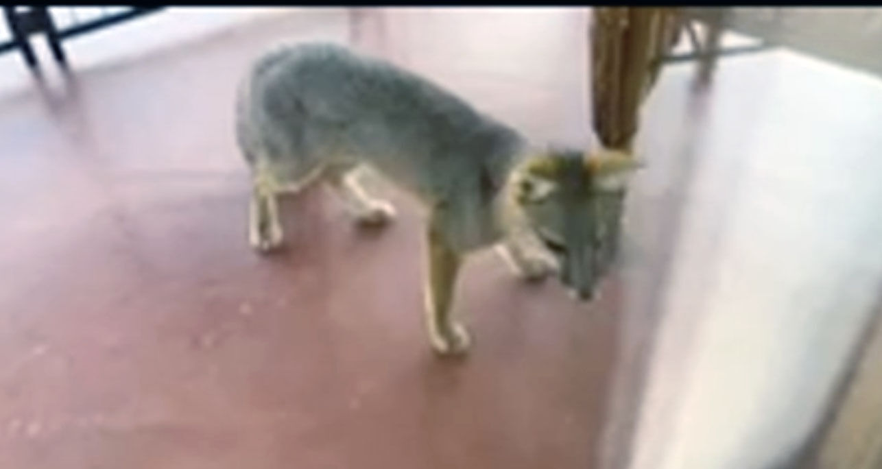 Pima County tops in Arizona rabies cases
