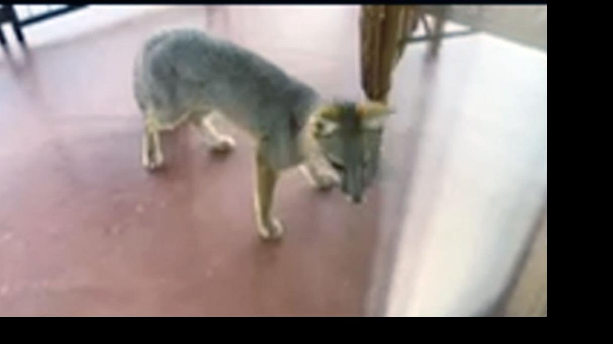 Pima County tops in Arizona rabies cases | Environment | tucson.com