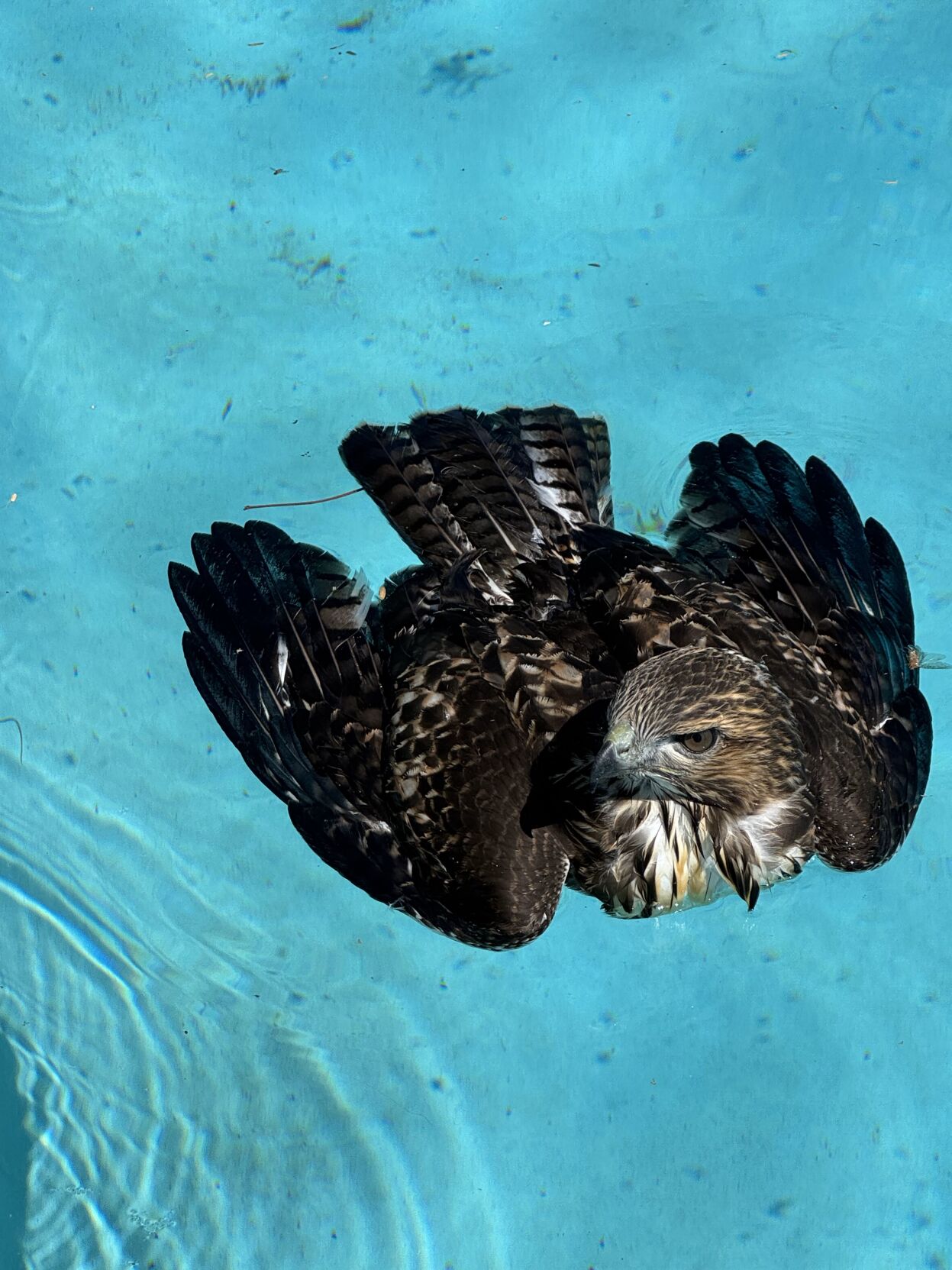Cooper's hawk takes a dip in a Tucson pool