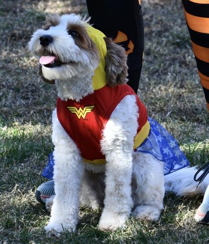 Dressed Up Dogs Hit the Park | Pets | tucson.com