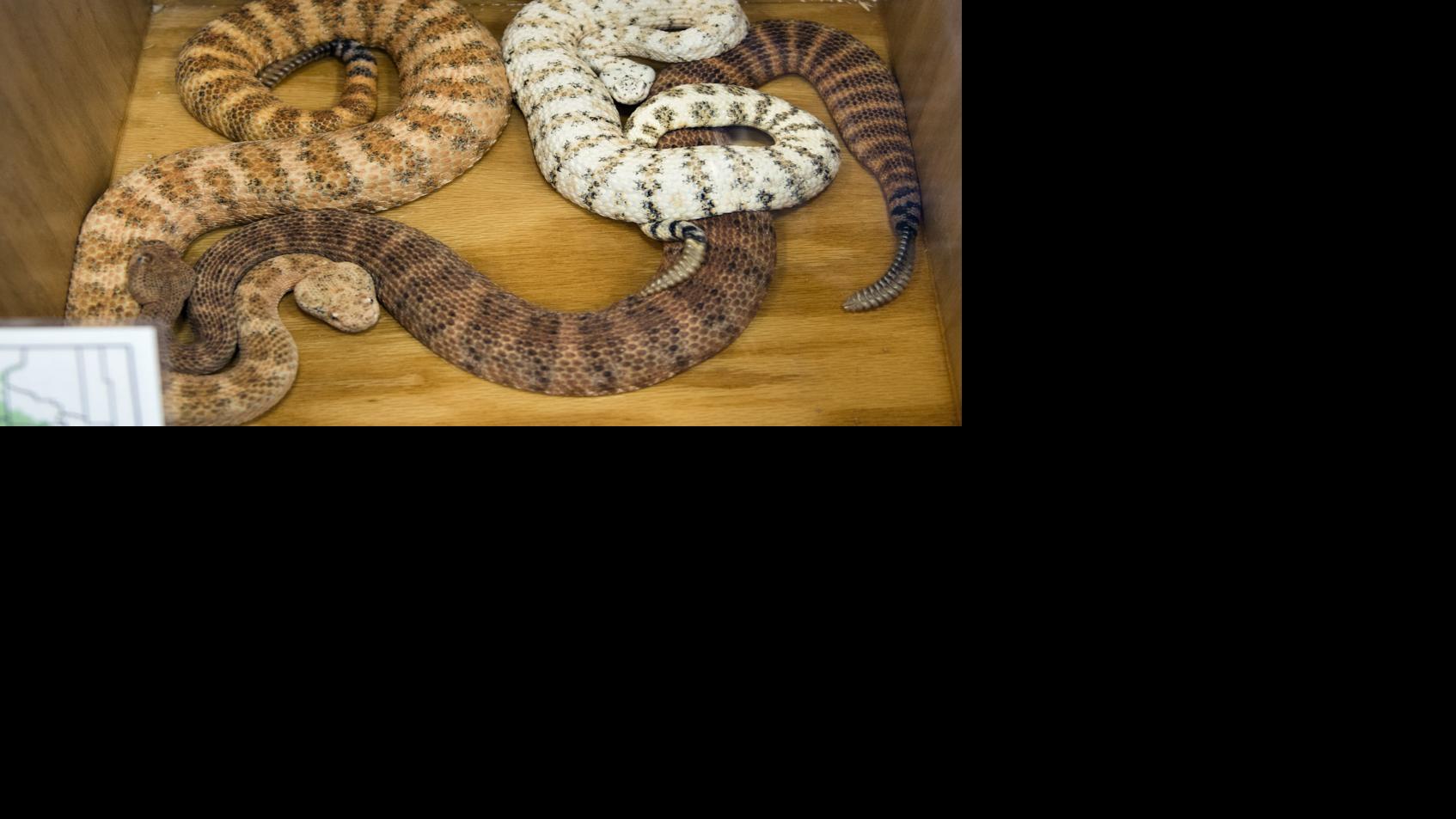 November 16: Learn about venomous reptiles | | tucson.com