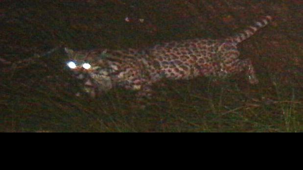 Ocelot photographed on mine site's doorstep | Local news | tucson.com