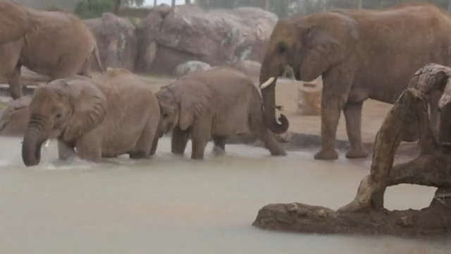 Reid Park Zoo elephants enjoy the rain