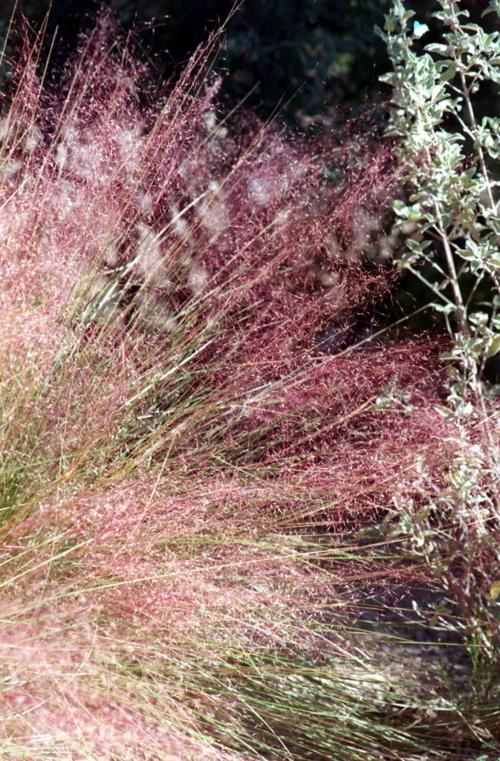 Non-invasive grass to plant | | tucson.com