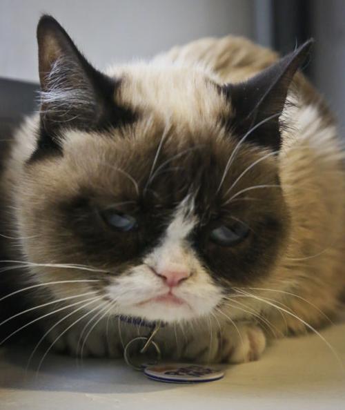 grumpy cat real name