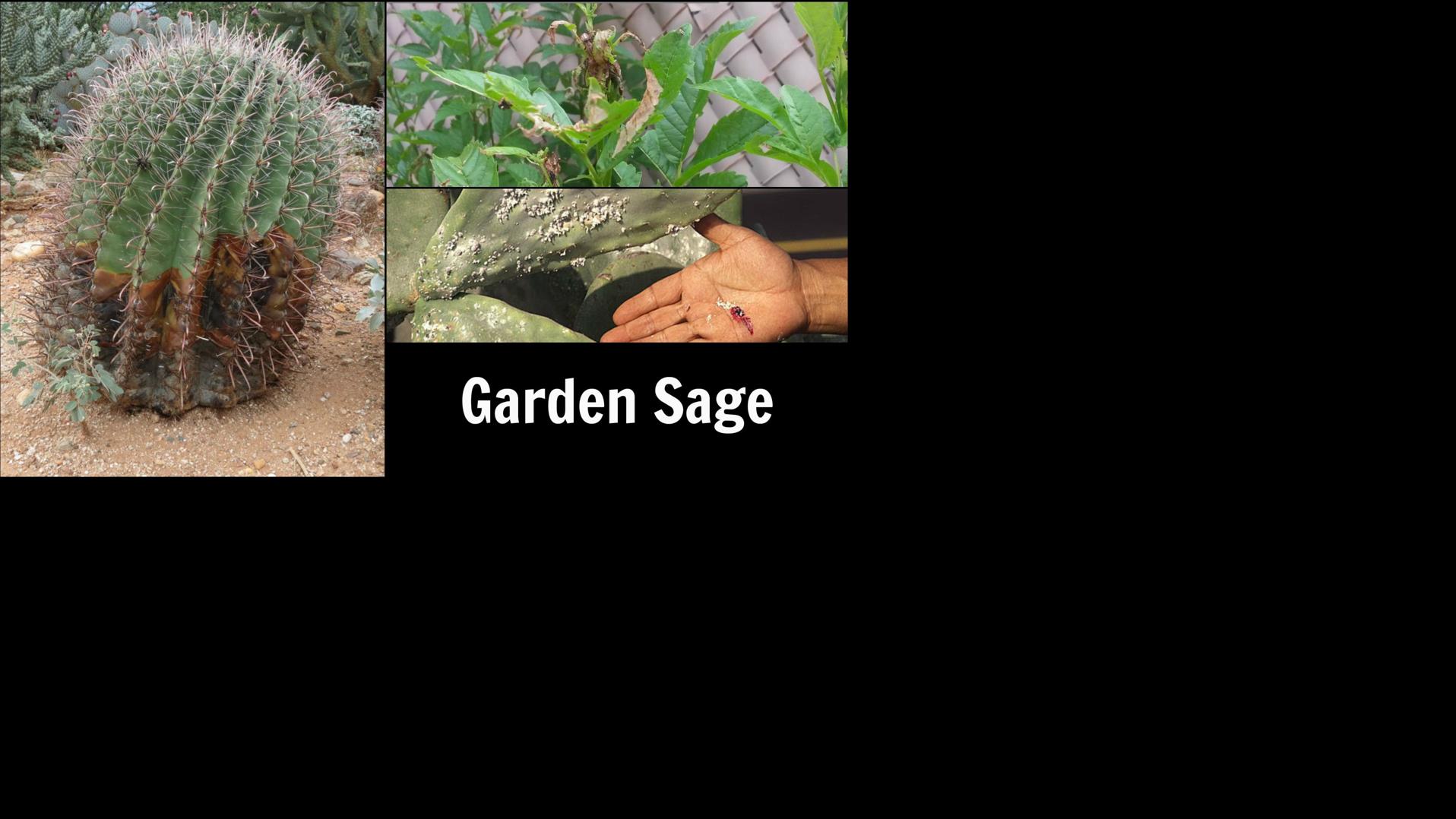 Soft rot affliction; transplant woes; better way to kill caterpillars ...