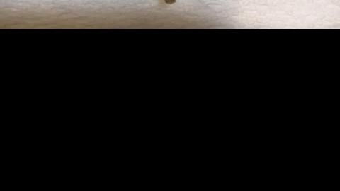 Eggs of the praying mantis | | tucson.com