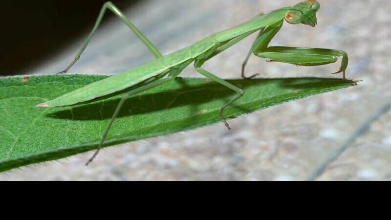 praying-mantis.jpg