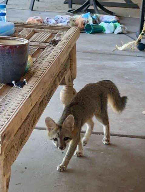 Officials look for likely rapid fox that bit Tucson woman