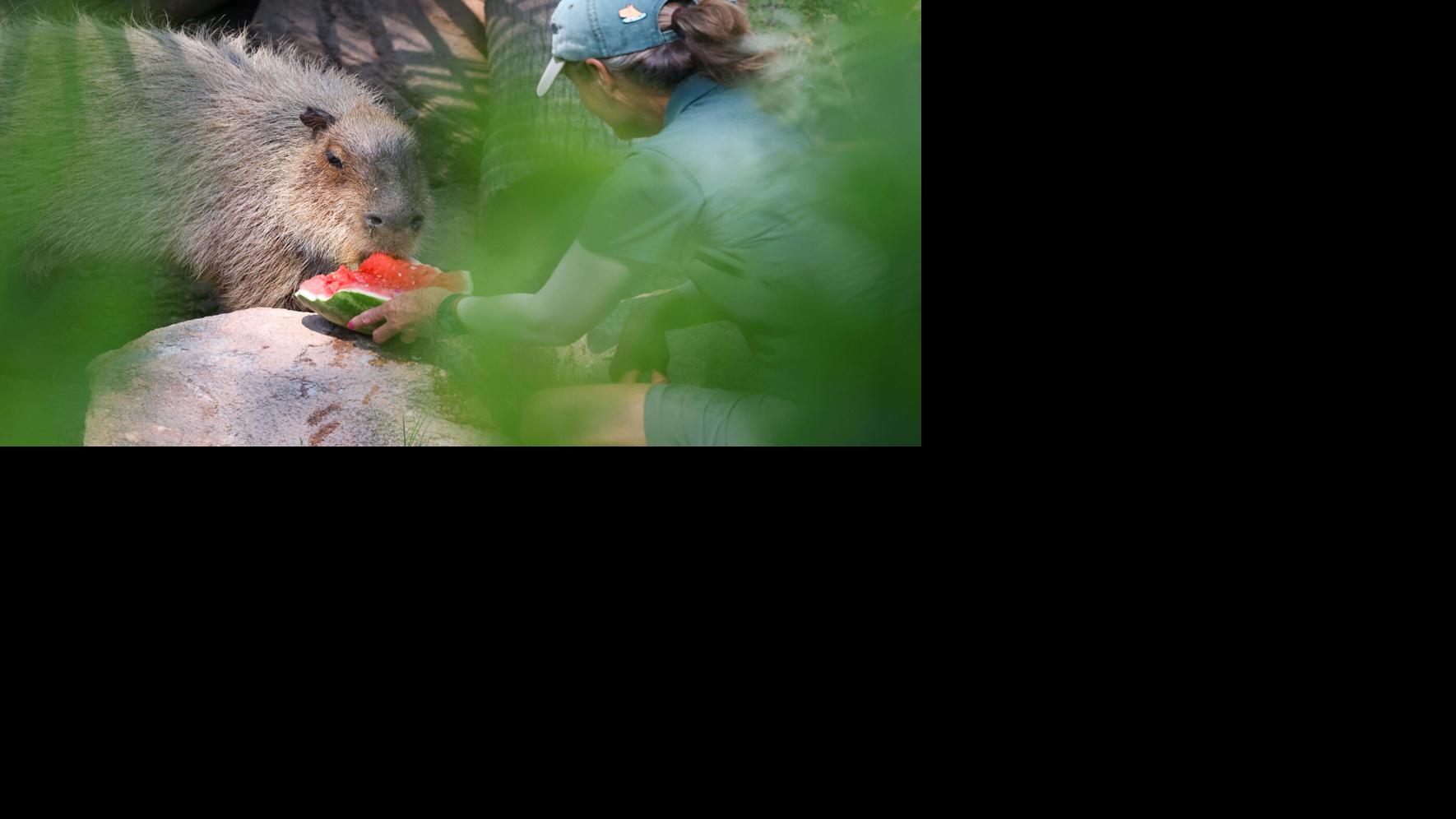 Watermelon Wednesday wildly popular at Tucson's zoo