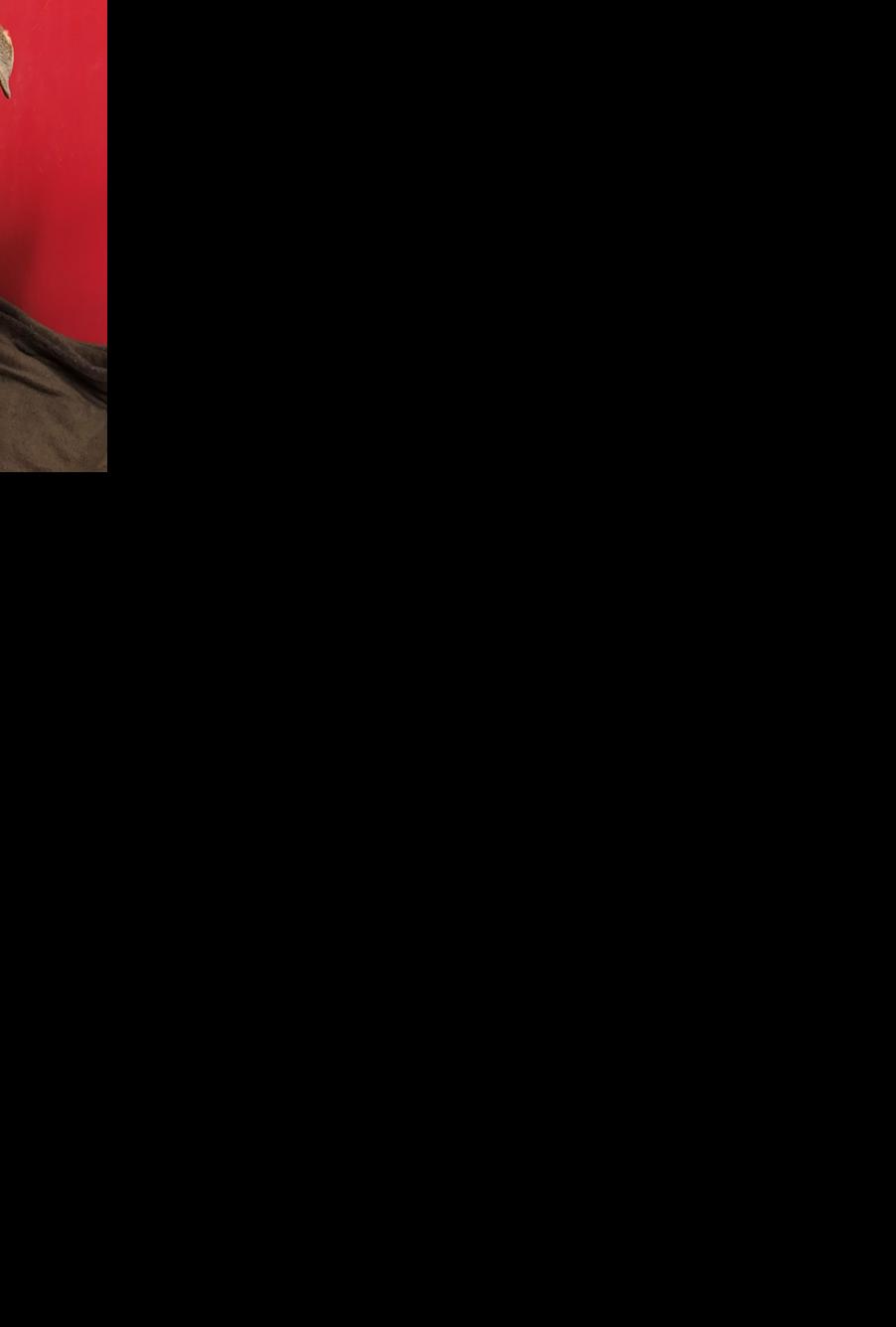 Pets for adoption locally | Pets | tucson.com