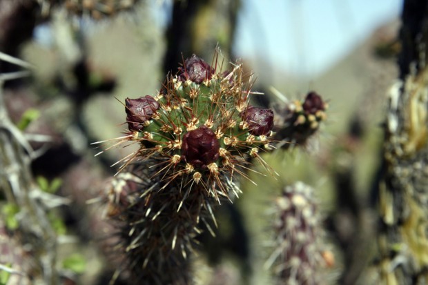 It's harvest time for cholla buds, a subtle, versatile native food