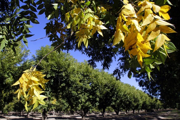 New homes could take the place of pecan trees