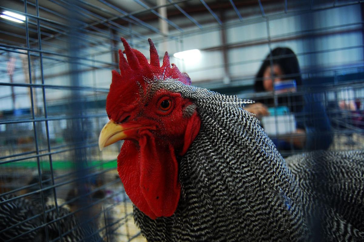 Pima County Fair Livestock