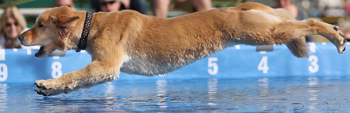 Photos: Dock diving dogs
