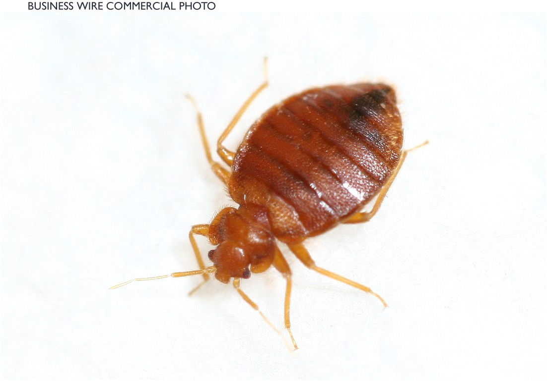 Up close and personal with bed bugs | | tucson.com