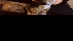 Neko Case: Singer, songwriter, animal lover