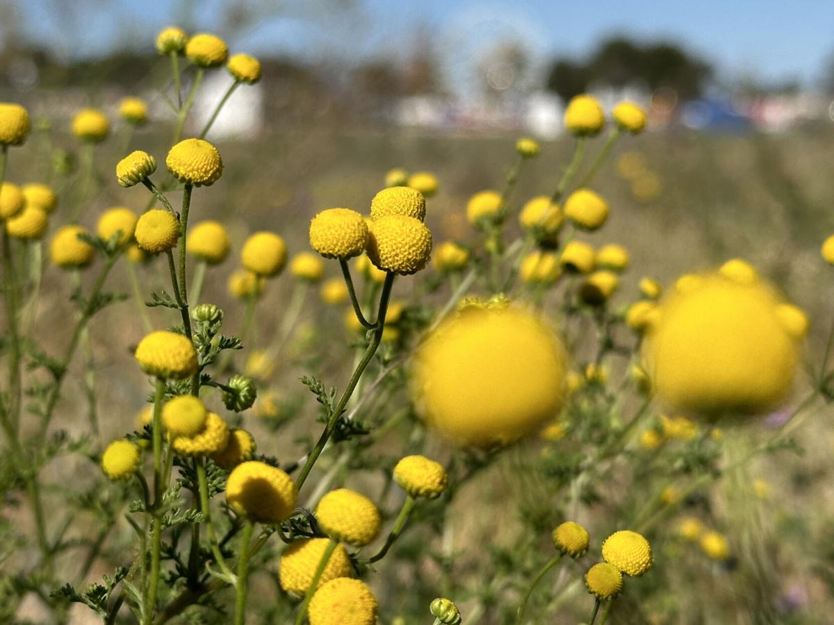 Weed warriors target stinknet at Pima County Fairgrounds