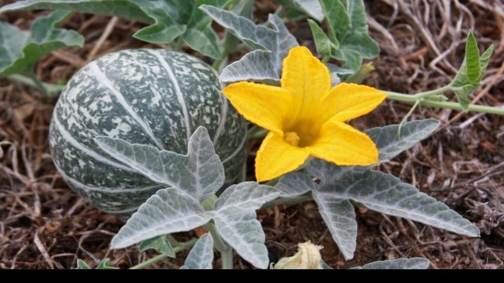 The Desert Pumpkin: Welcome to October | Home-and-garden | tucson.com