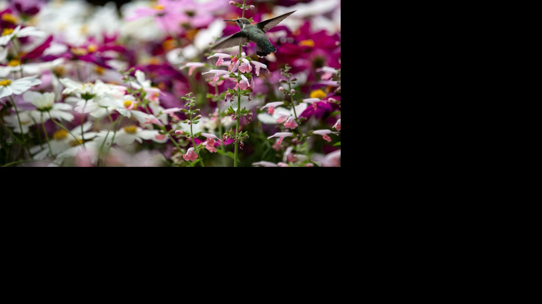These native southwest plants attract hummingbirds | Home-gardening ...