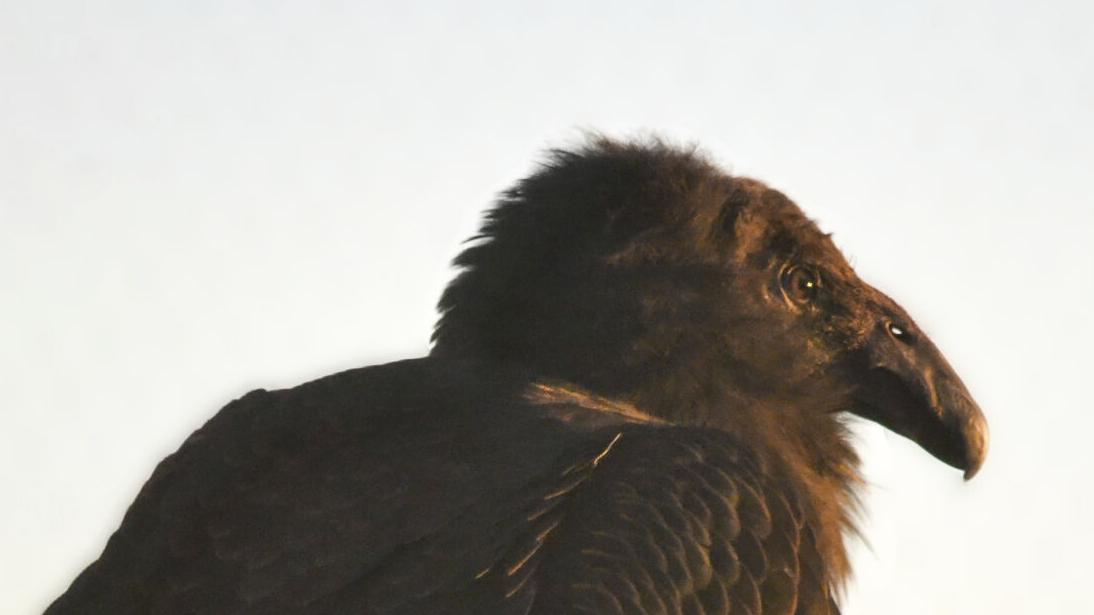 Captive condor to get to live wild near Grand Canyon