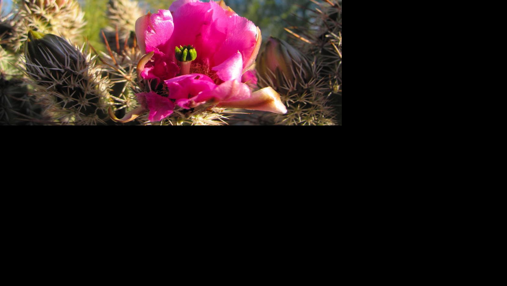Tucson spring: Mountain snow and desert blooms