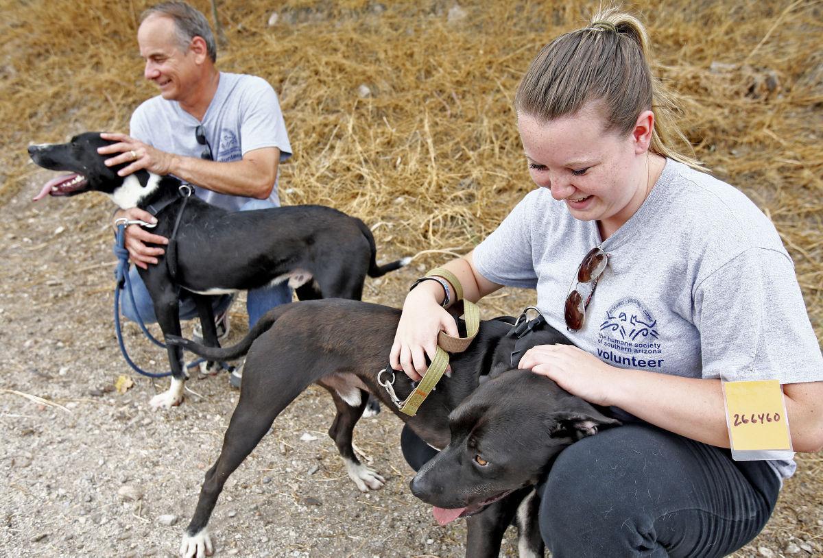 Animal Shelter Volunteer Work For 14 Year Olds Near Me Top Of The Top animal-shelter-volunteer-work-for-14-year-olds-near-me-top-of-the-top