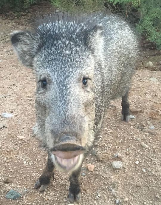 53 photos that prove javelinas are the cuties of the desert
