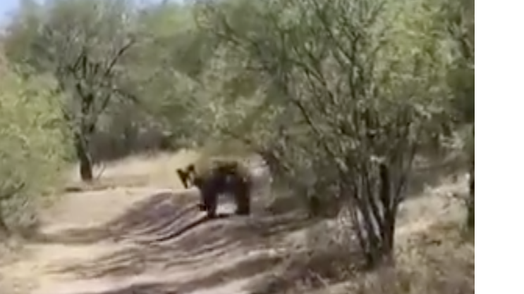 Watch: A bear is roaming Rio Rico this week | Local news | tucson.com