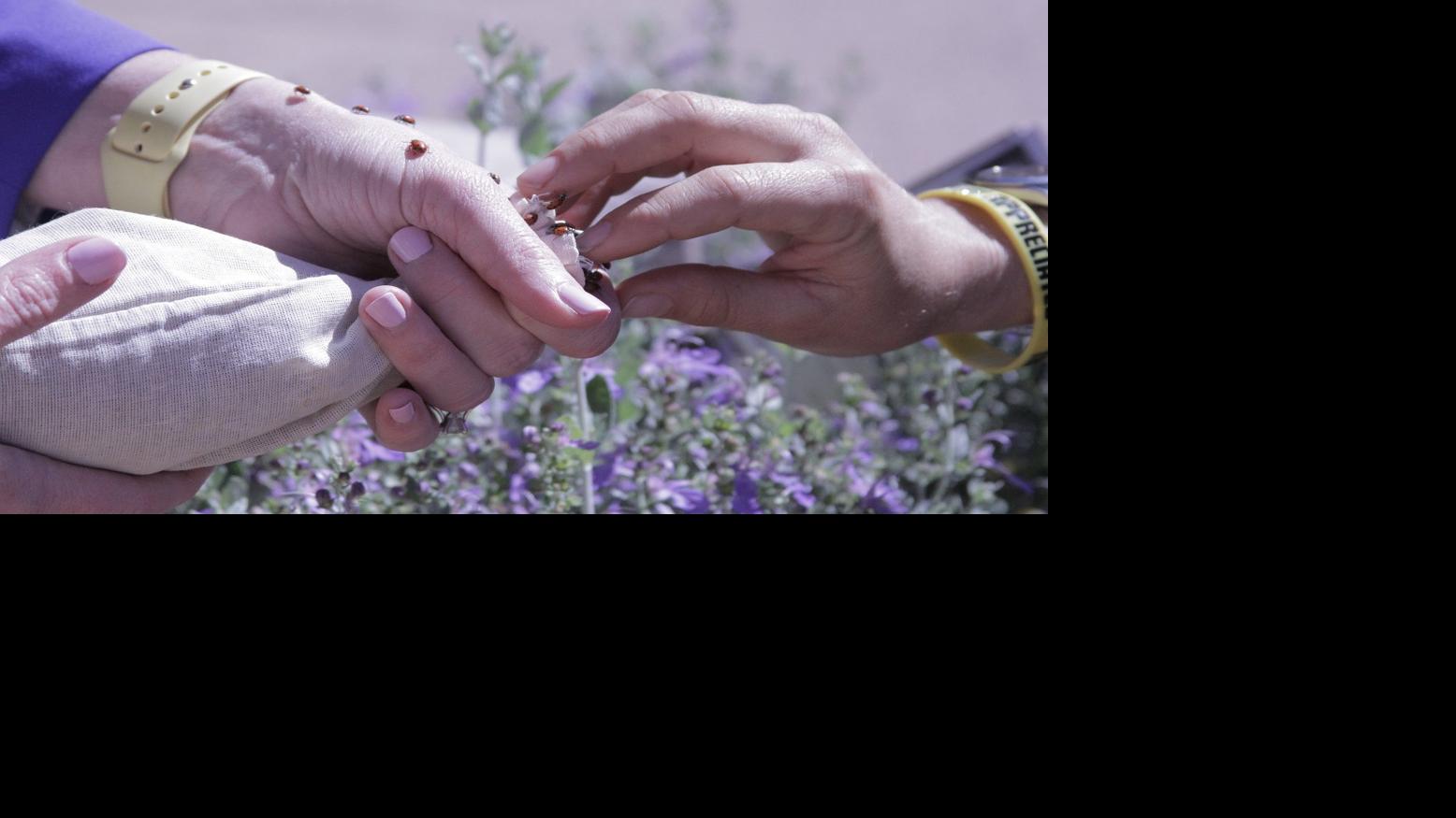 Insect day, local rugby matches, car show