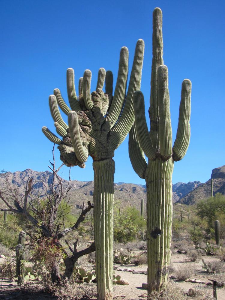21 photos of crested saguaros in Tucson
