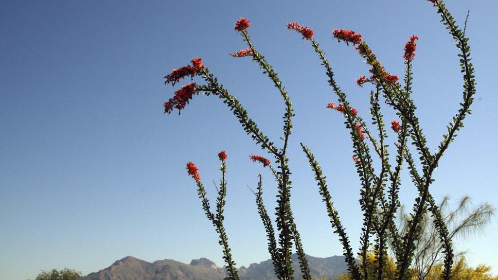 ocotillo flower uses