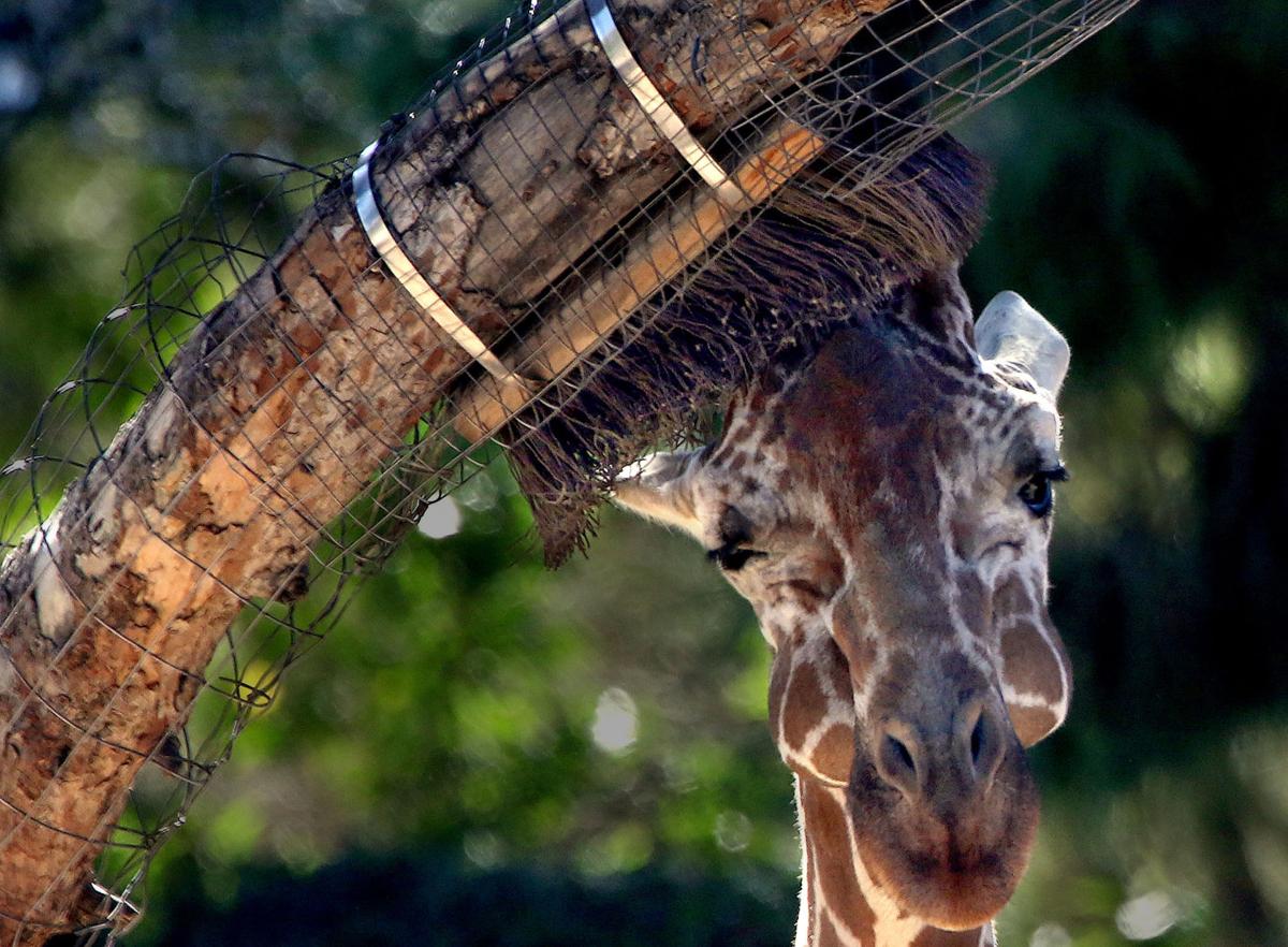 Photos: 11 animals you can see at the Reid Park Zoo