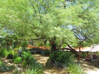 Native mesquites are great shade trees and wildlife plants
