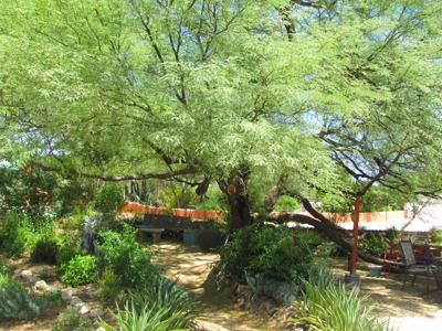 Native mesquites are great shade trees and wildlife plants