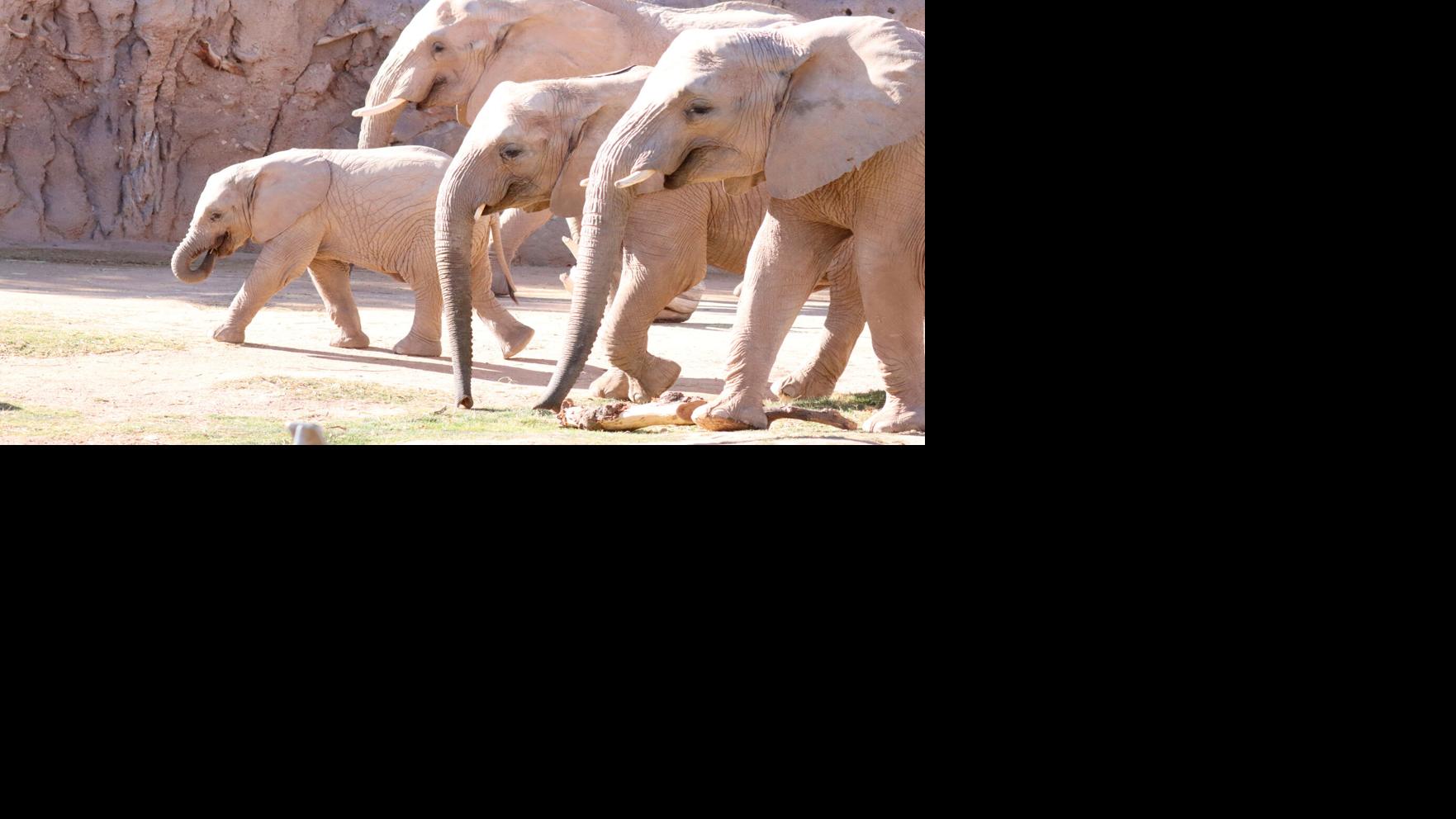 Reid Park Zoo's elephant calf hits 11 months