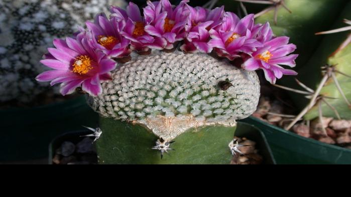 Odd progeny, when cacti intermarry