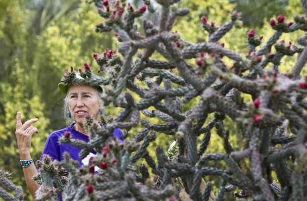 It's time to harvest cholla buds